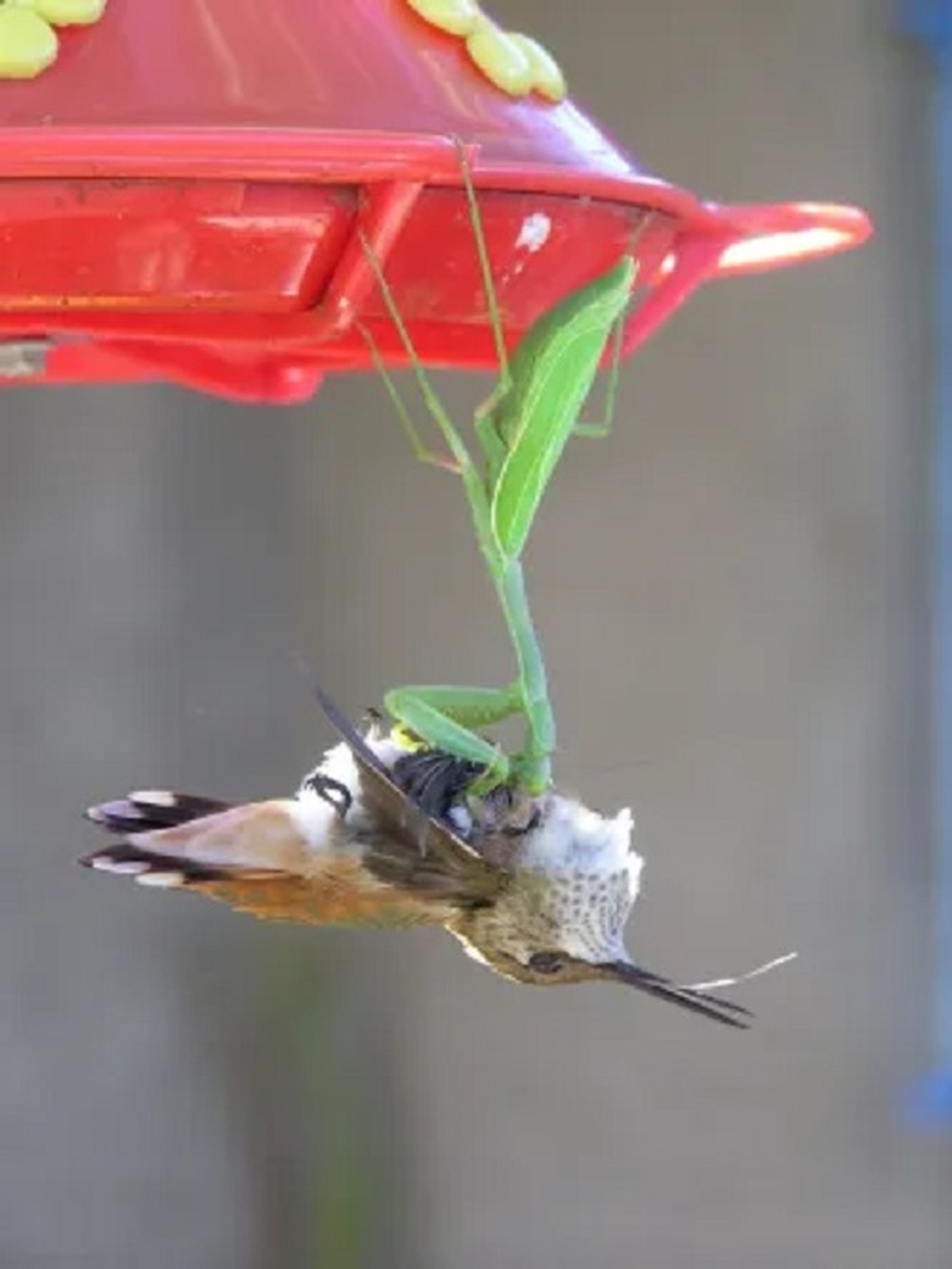 Fascinating Praying Mantis Facts & Their Surprising Diet