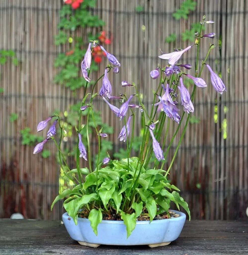 22 Beautiful Wildflowers For Pots That Bloom All Season Long