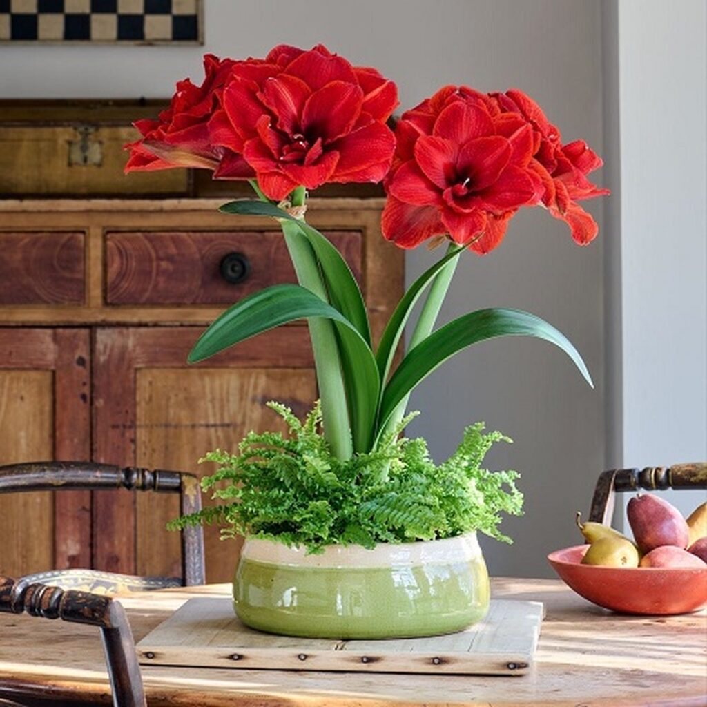 25 Gorgeous Amaryllis Colors and Varieties to Brighten Your Home
