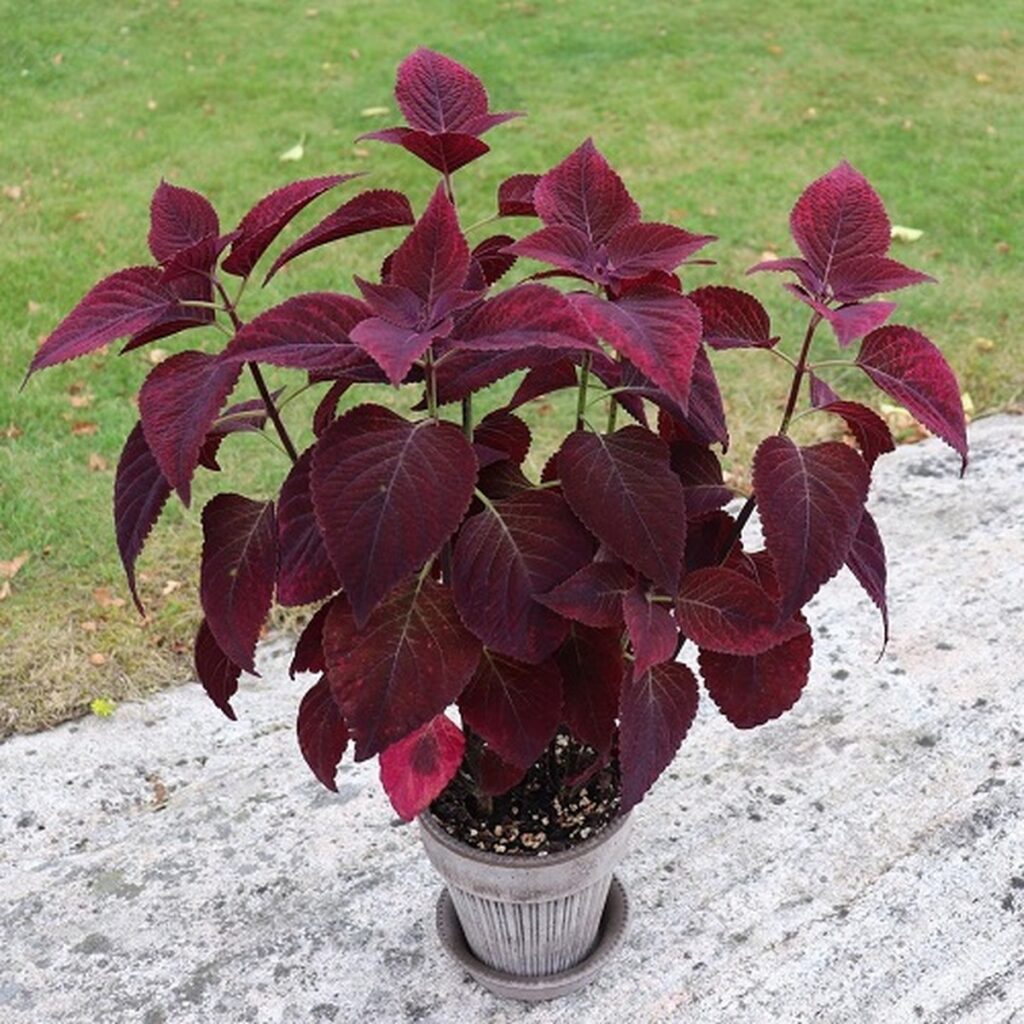 54 Stunning Purple Coleus Varieties to Brighten Your Garden