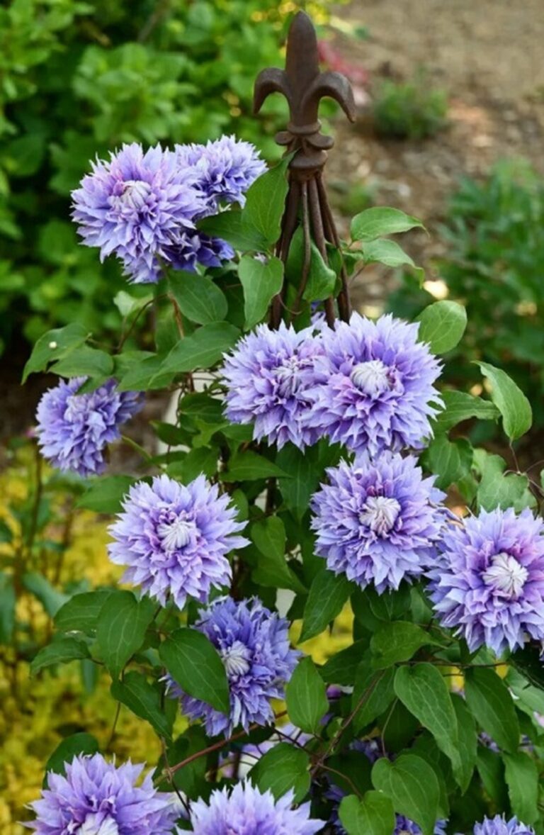 20 Stunning Clematis With Blue Flowers That Brighten Gardens