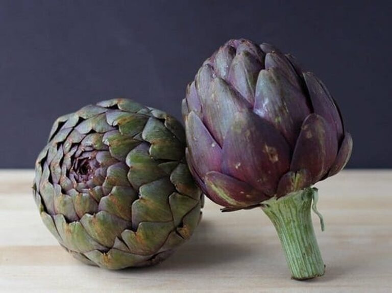 15 Incredible Artichoke Plant Varieties for Your Garden Journey