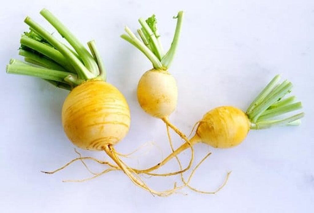 23 Delicious Types of Turnips: Best Varieties for Your Garden