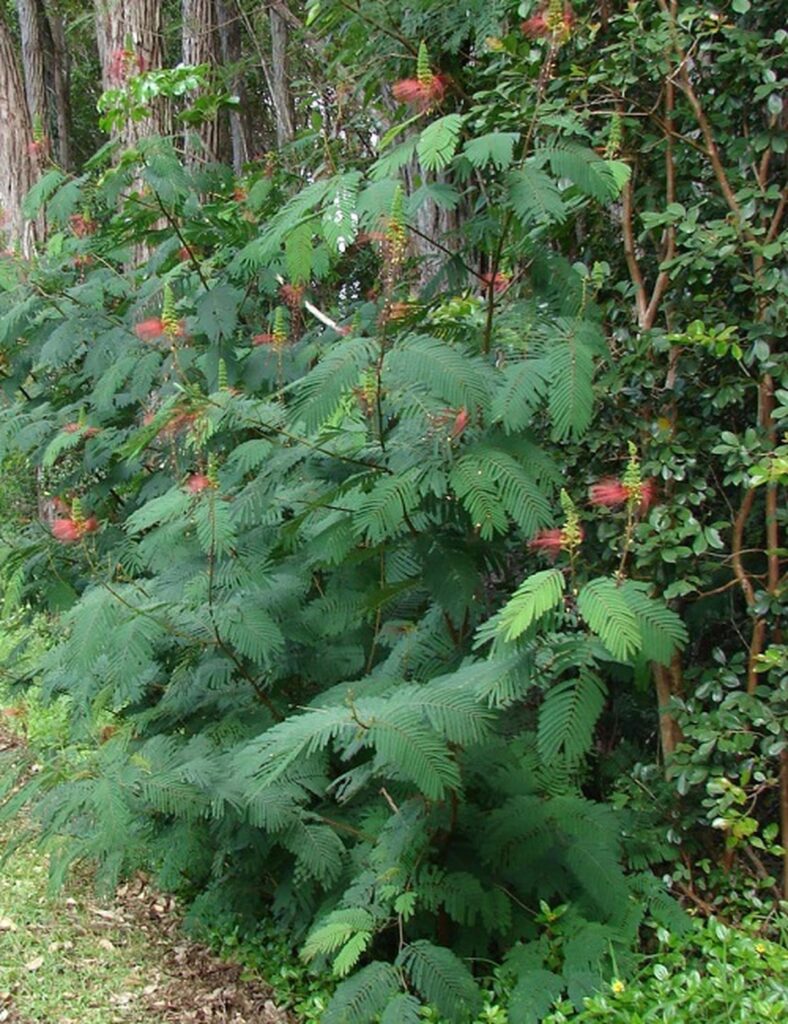 19 Stunning Calliandra Plant Types: Gorgeous Powder Puff Varieties