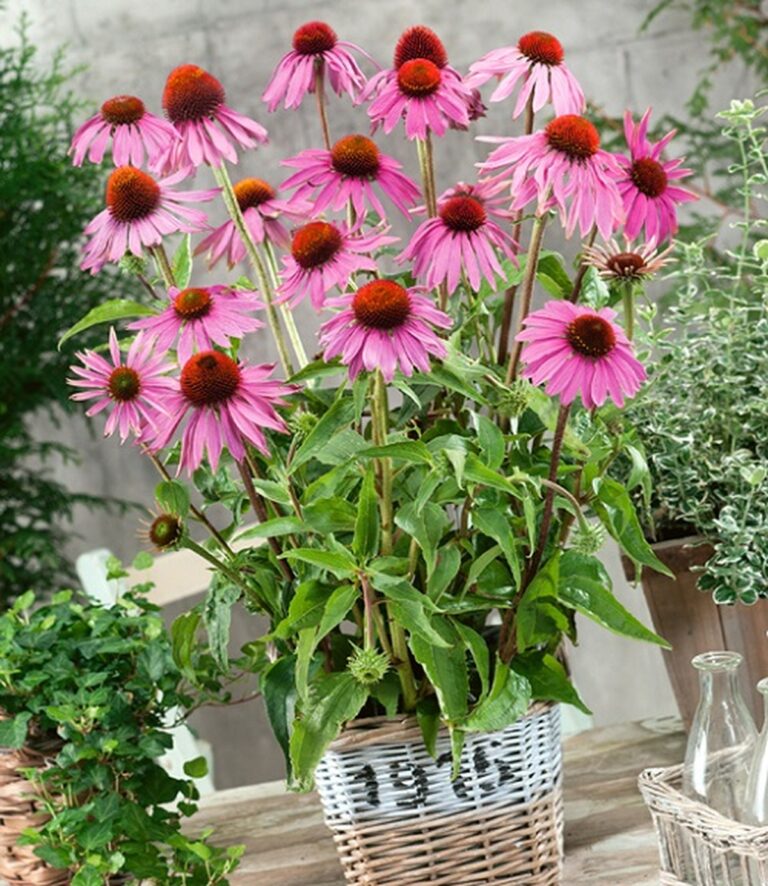 47 Beautiful Native Florida Flowers That Brighten Any Garden