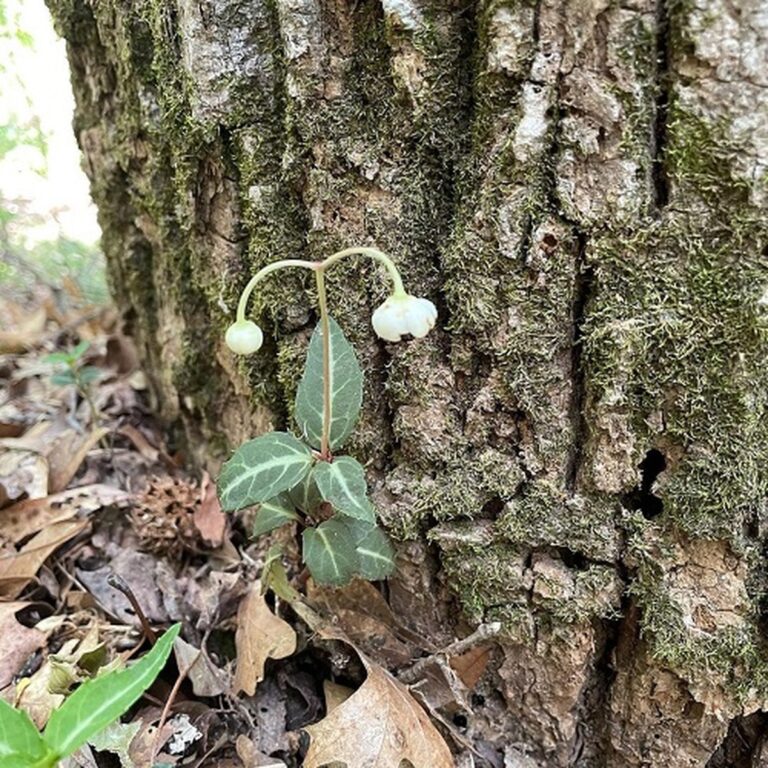 50 Vibrant Plants to Grow Under Big Trees That Thrive in Shade
