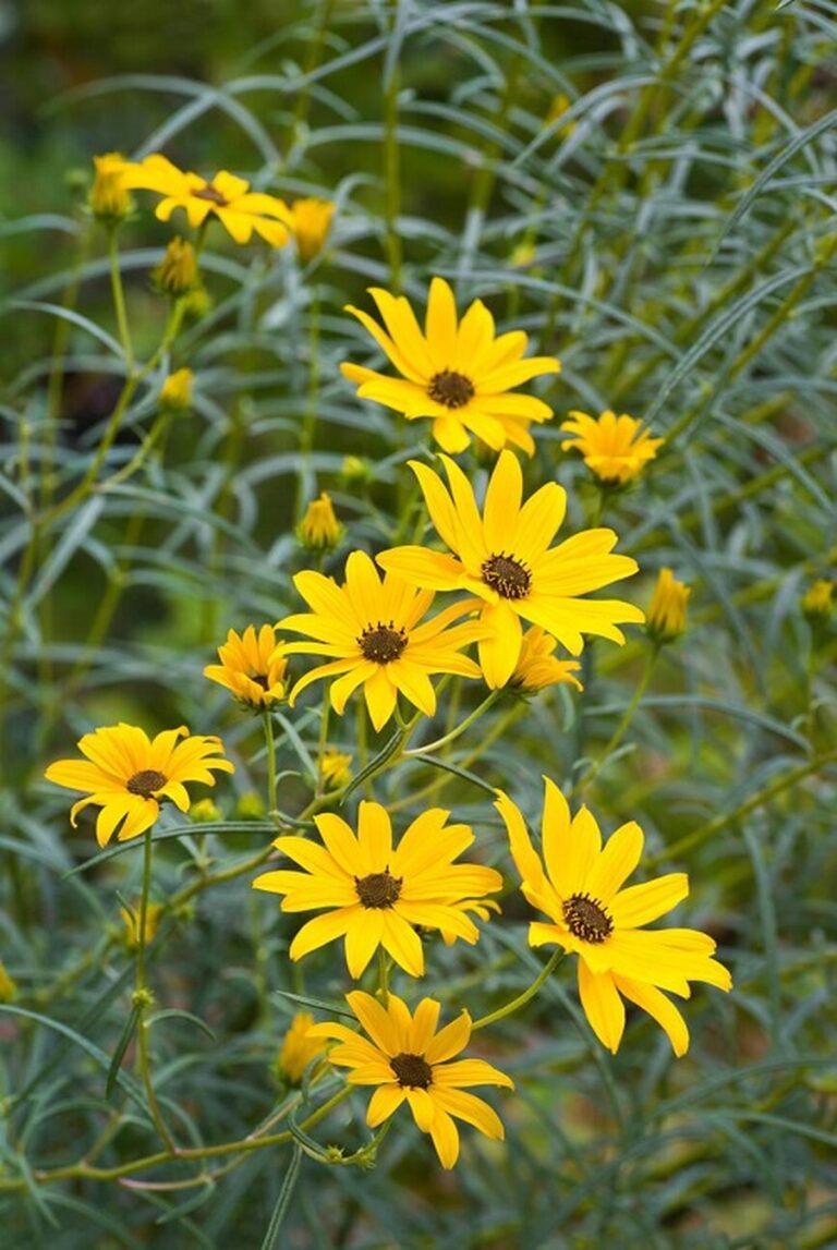 16 Eye-Catching Swamp Flowers That Thrive in Bogs and Marshes