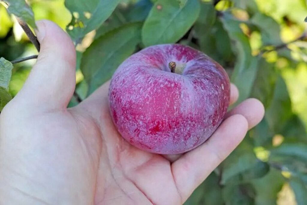 6 Ideal Blue Apple Varieties to Grow in Your Garden