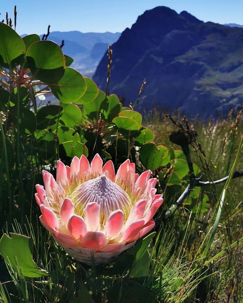 19 Amazing Flowers in the World That'll Take Your Breath Away