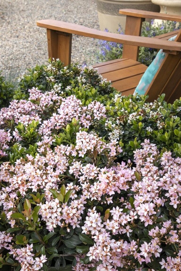 11 Gorgeous Indian Hawthorn Varieties for Your Dream Garden