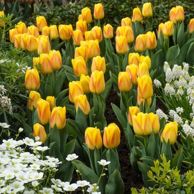 34 Enchanting Yellow Tulip Varieties to Brighten Your Garden