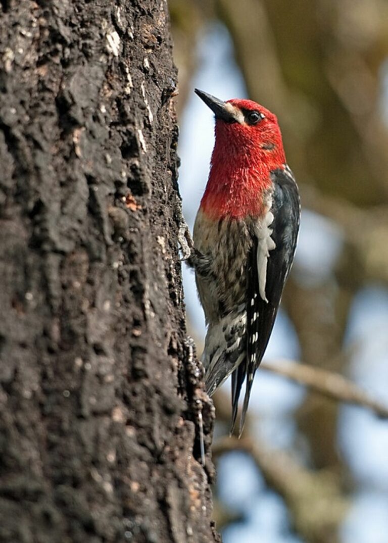 33 Stunning Birds with Red Chest That Brighten Any Garden