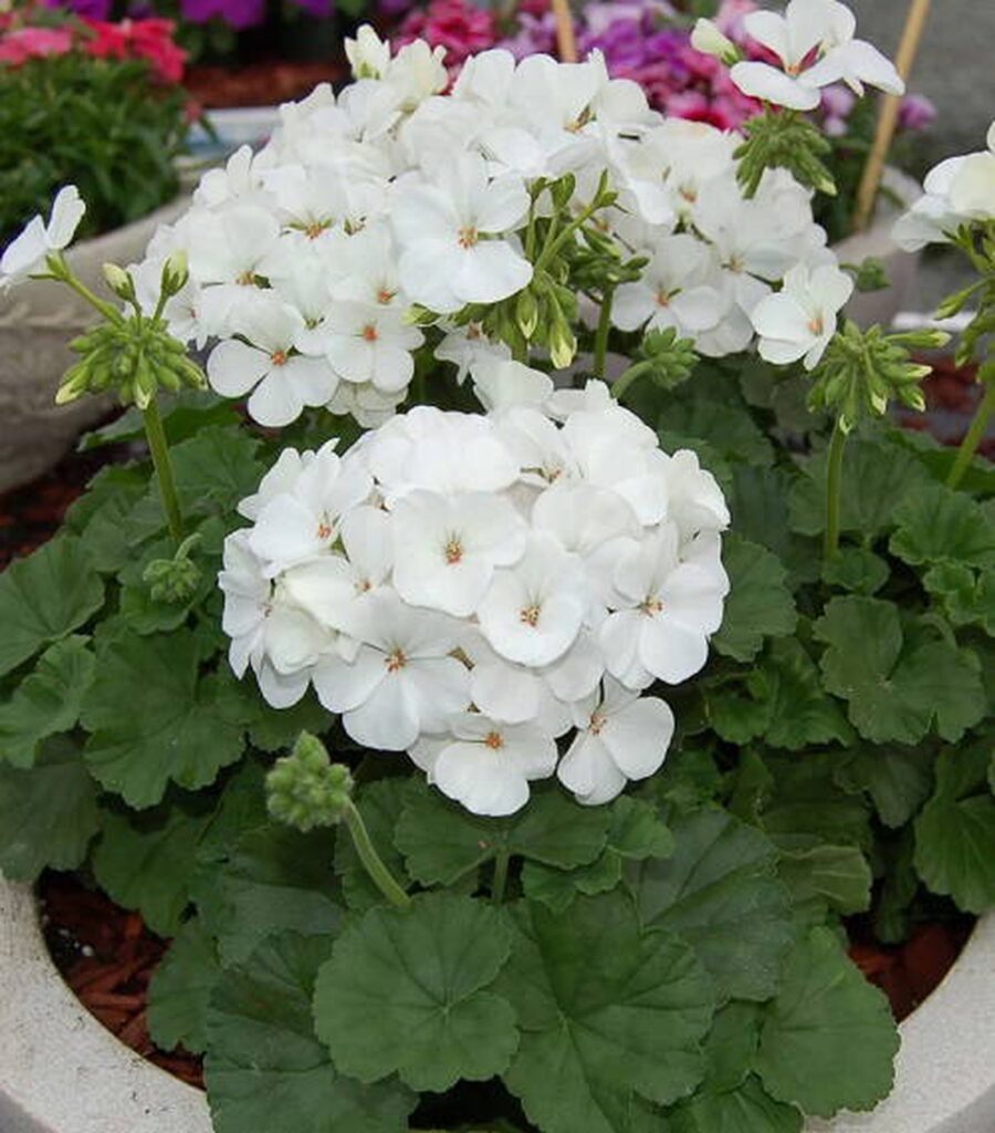 21 Lovely White Geranium Types to Brighten Your Garden