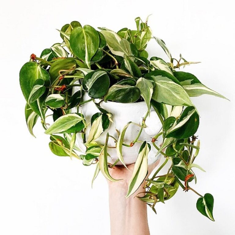 17 Amazing Variegated Philodendrons to Brighten Your Home