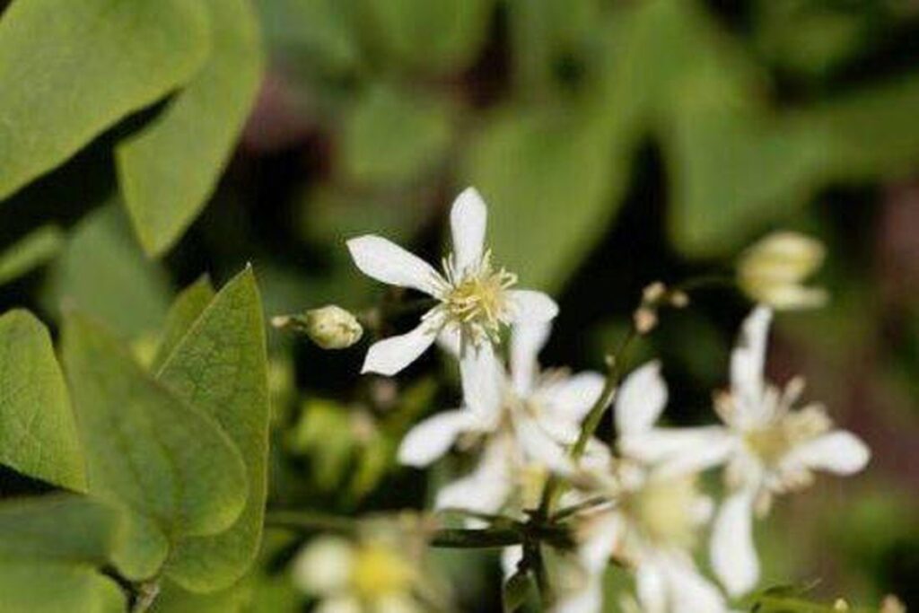 11 Charming Flowers That Smell Like Vanilla For Sweet Gardens