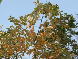 26 Fascinating Milky Sap Plants Every Garden Lover Should Know
