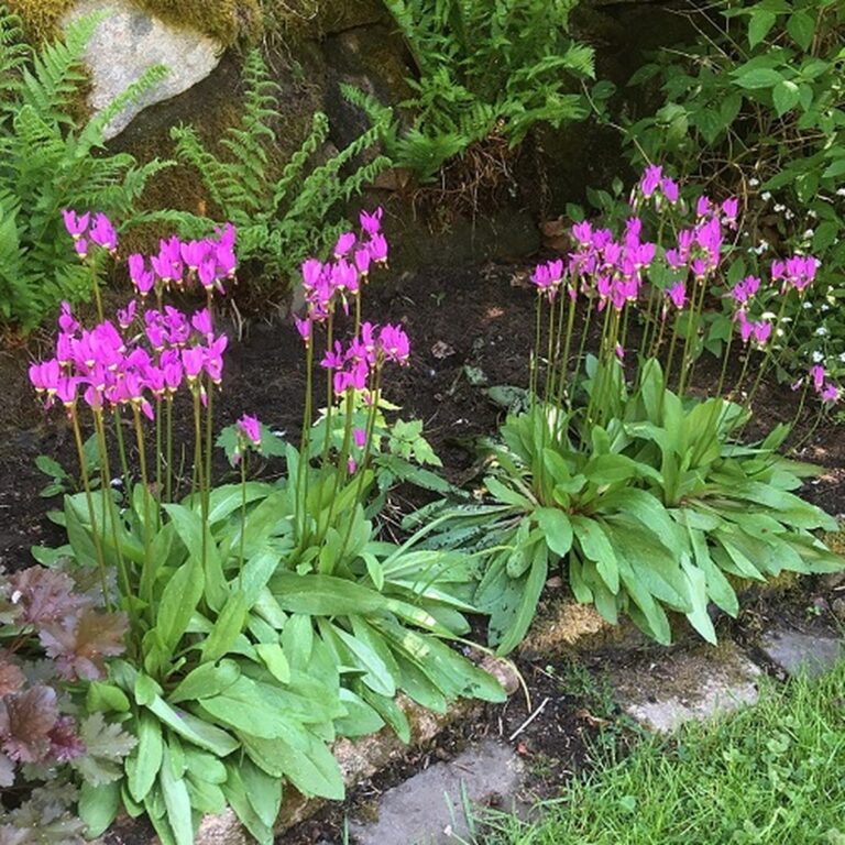 26 Gorgeous Illinois Native Plants for Your Dreamy Garden