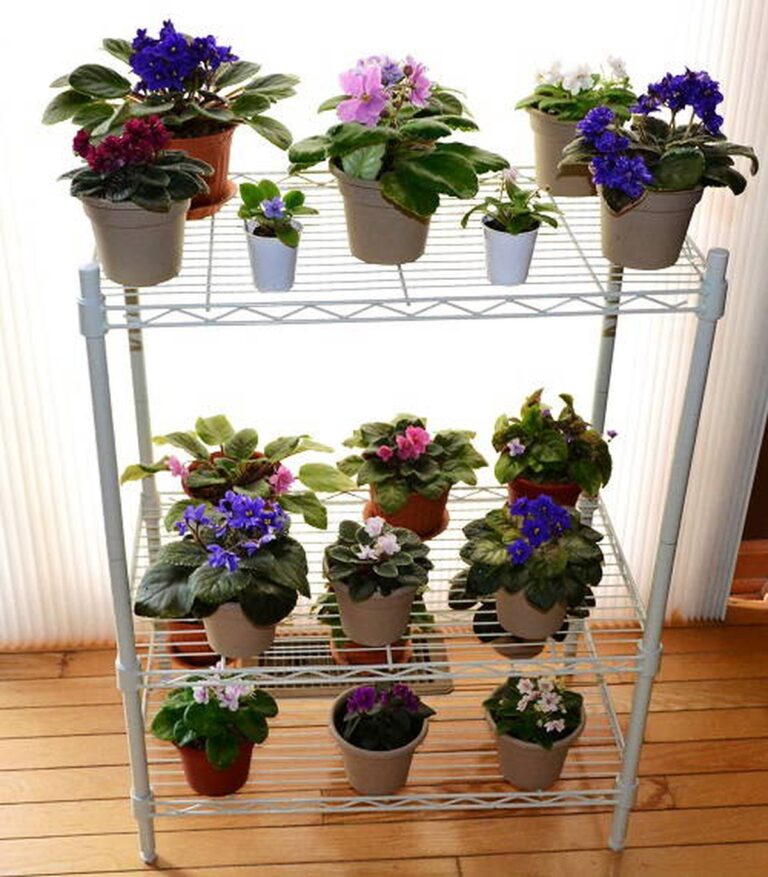 29 Charming African Violets Display Ideas for Your Home