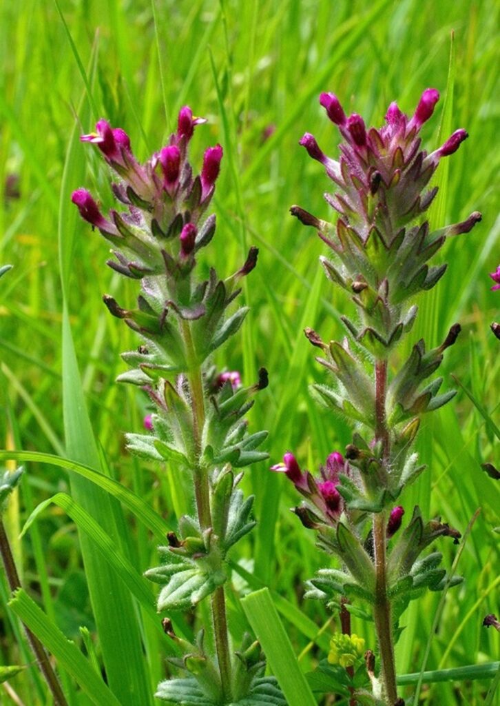 16 Sneaky Unwanted Plants / Parasites Taking Over Your Garden