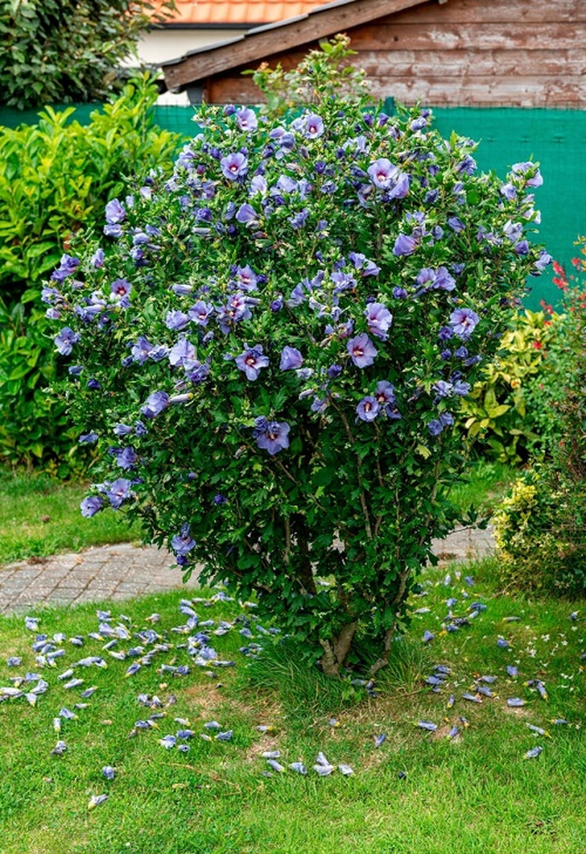 13 Stunning Trees With Blue Flowers to Brighten Your Garden