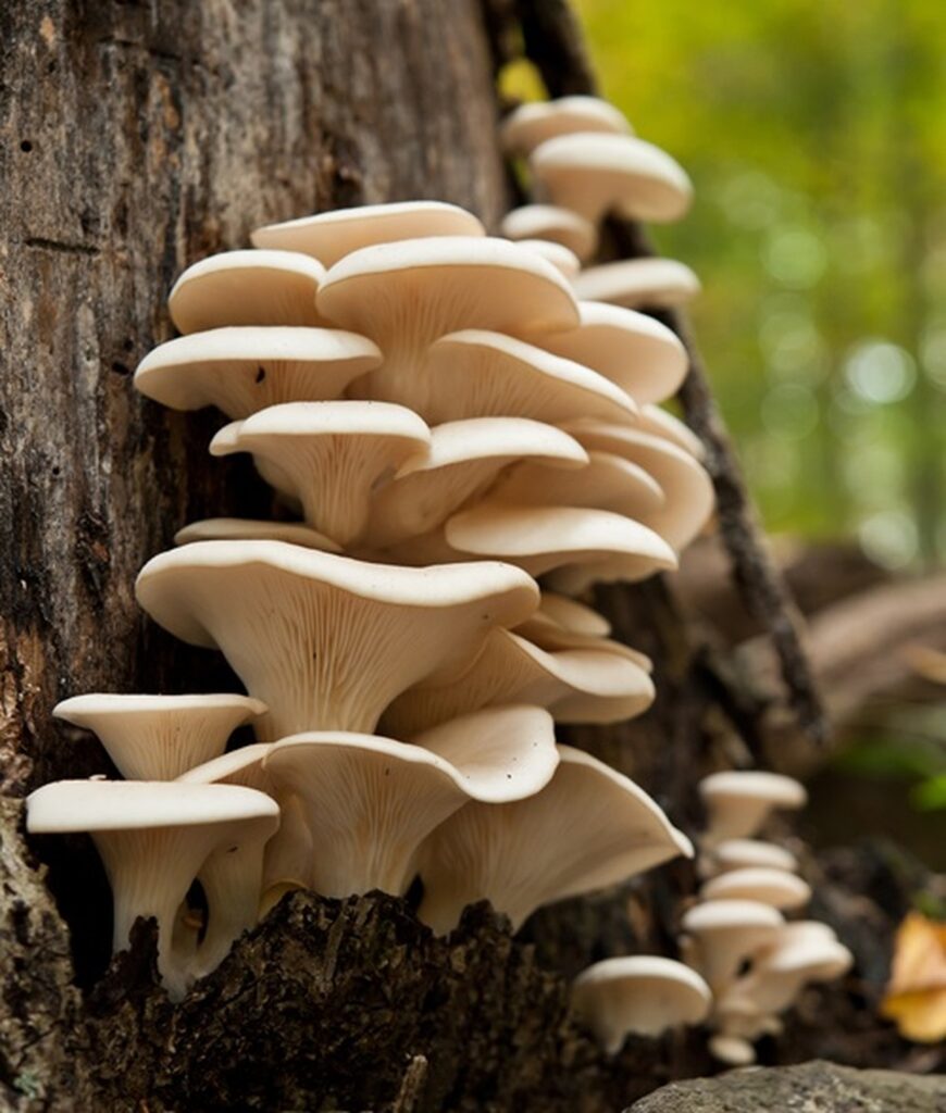 22 Delicious Edible Mushrooms that Grow on Trees to Try Today