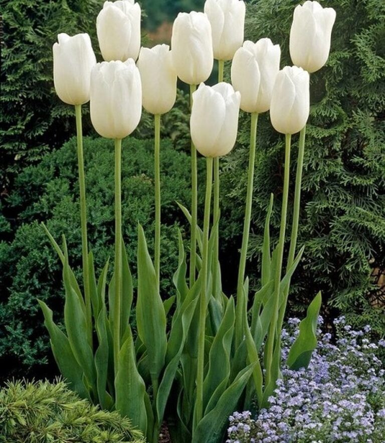 10 Stunning Ivory Flowers That'll Brighten Your Garden