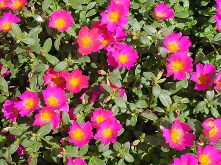 29 Stunning Portulaca Varieties That Brighten Every Garden