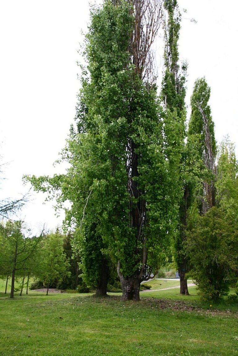 28 Stunning Tall Skinny Trees for Your Perfect Garden Oasis