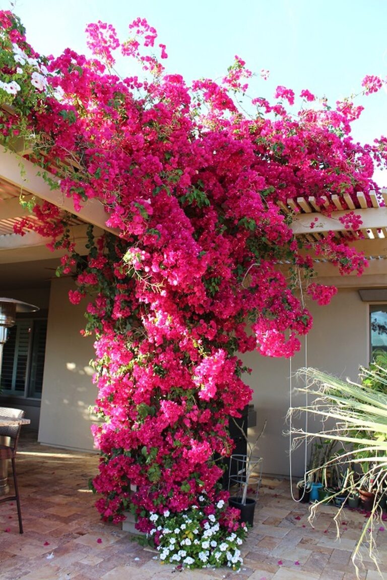 9 Breathtaking Vines with Pink Flowers to Transform Your Garden