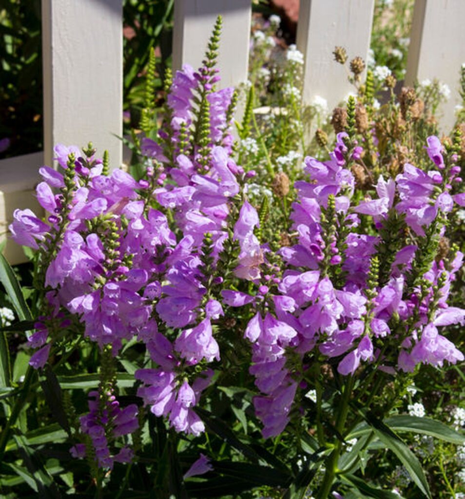 17 Gorgeous Ohio Perennial Flowers That Thrive in Any Garden