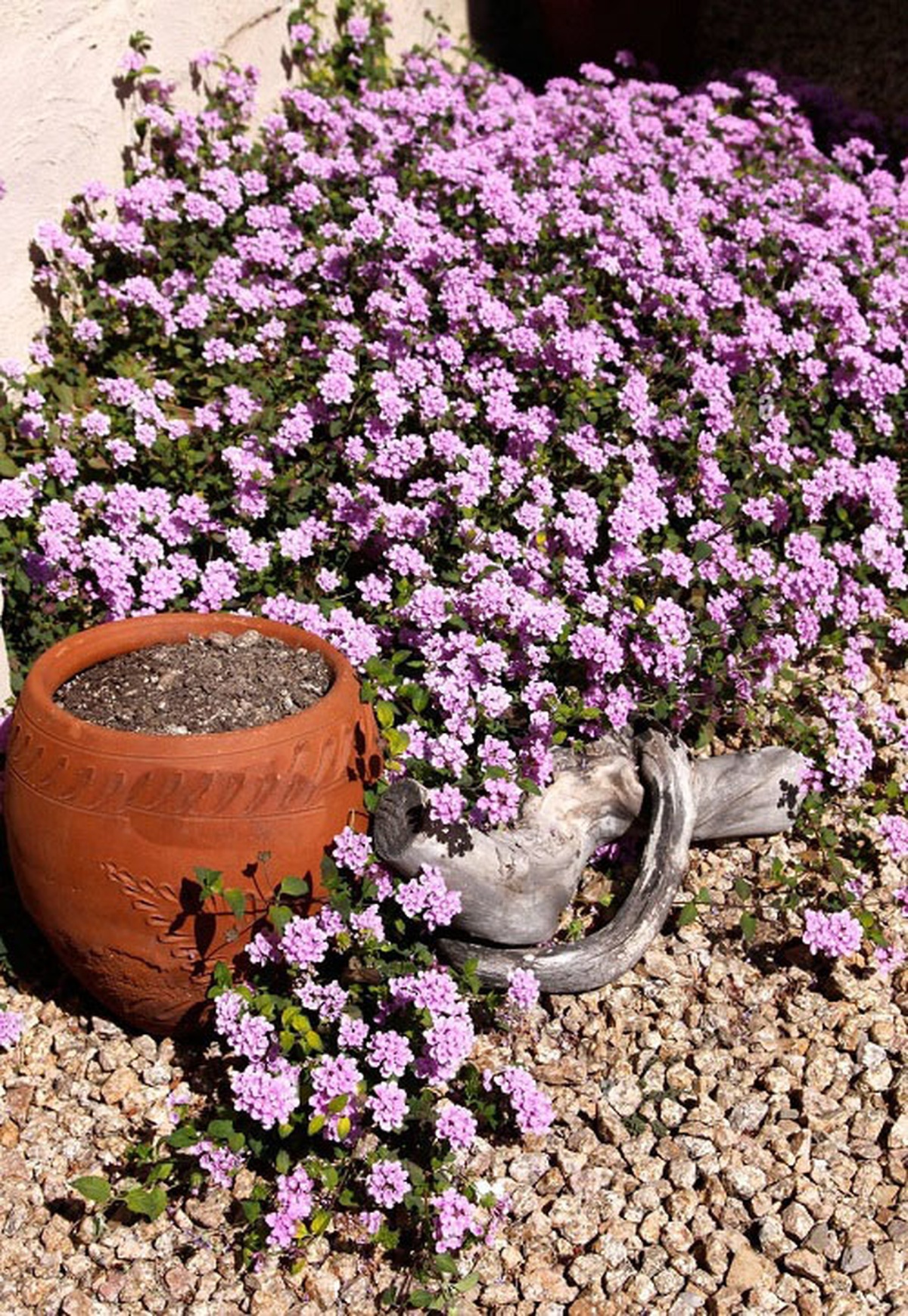 15 Stunning Lantana as Ground Cover Ideas to Transform Your Garden