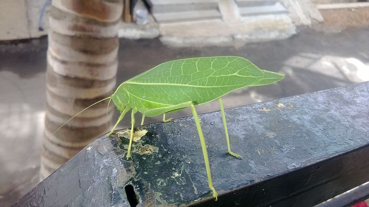 12 Fascinating Green Bugs That Look Like Leaves - Nature's Tricksters