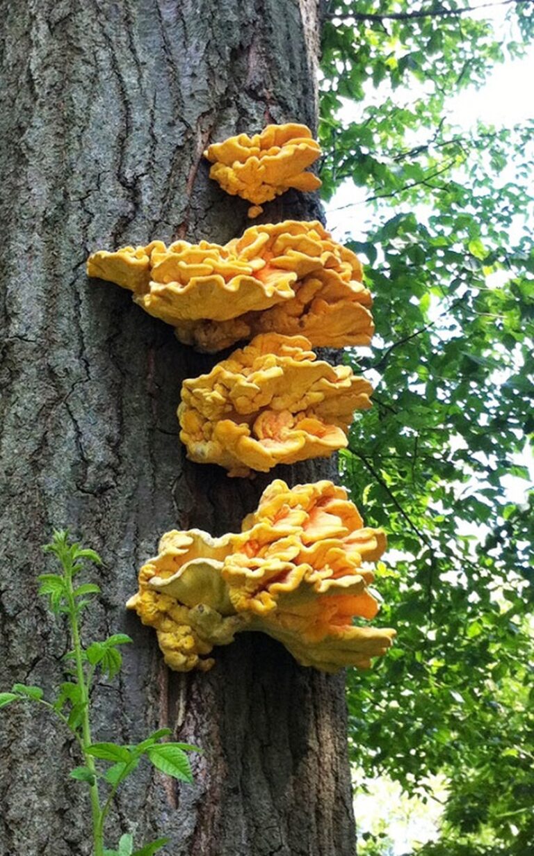 22 Delicious Edible Mushrooms that Grow on Trees to Try Today