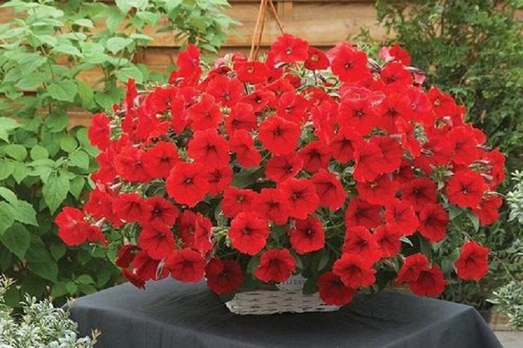 40 Stunning Types of Petunias That Brighten Any Garden