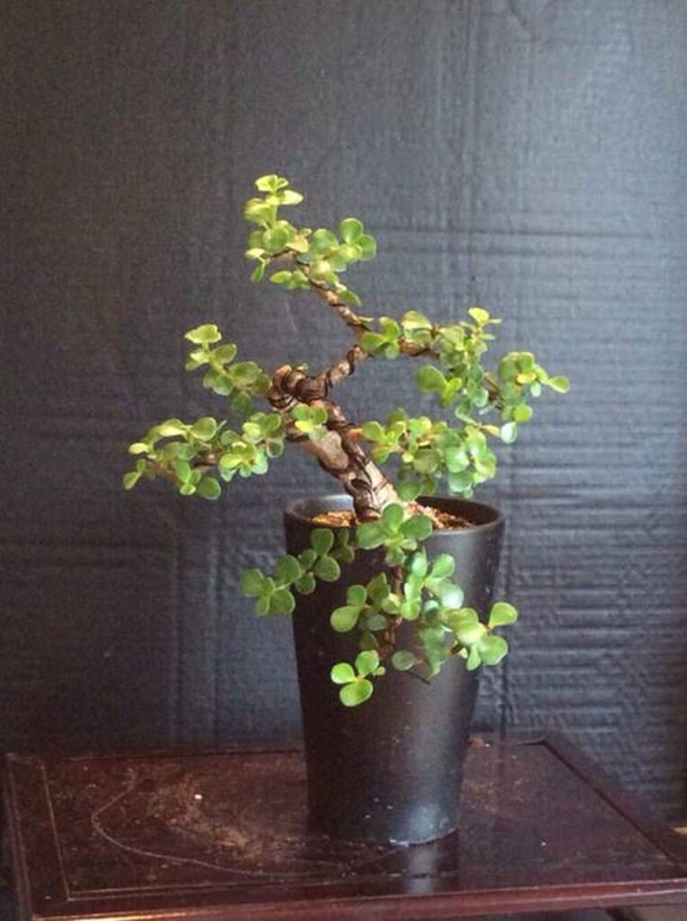 12 Stunning Round Leaf Houseplants That Brighten Any Home
