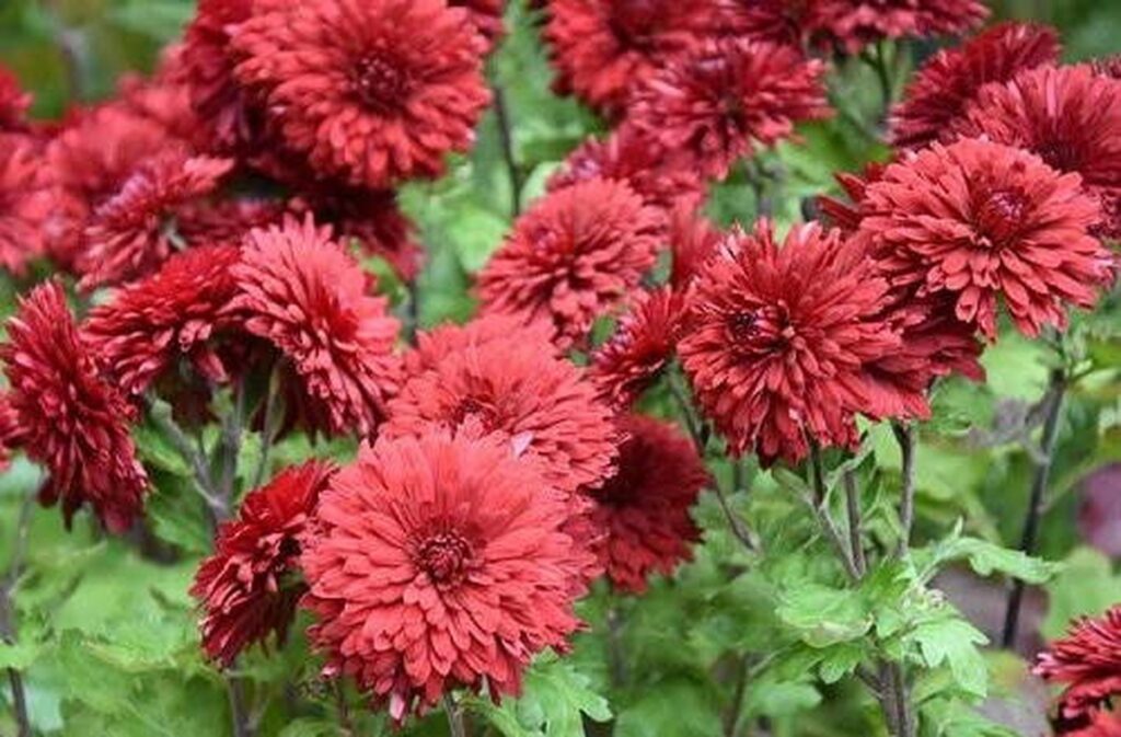 30 Breathtaking Types of Chrysanthemum That Bloom Beautifully