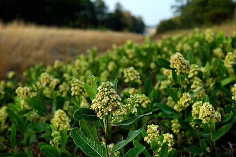 62 Stunning Native Florida Plants and Trees to Beautify Your Space