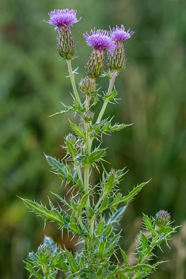 16 Fascinating Plants with Prickly Leaves You Can Discover