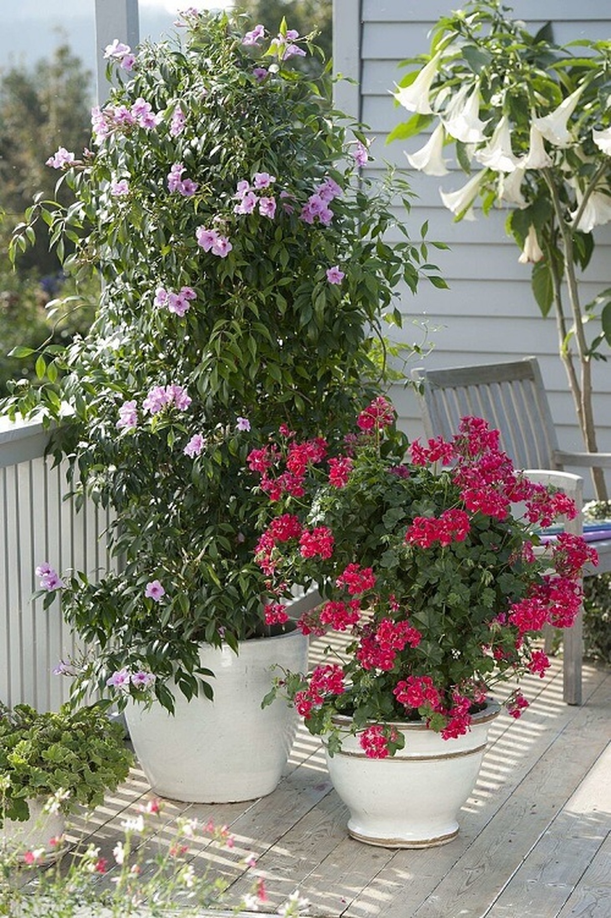 9 Breathtaking Vines with Pink Flowers to Transform Your Garden