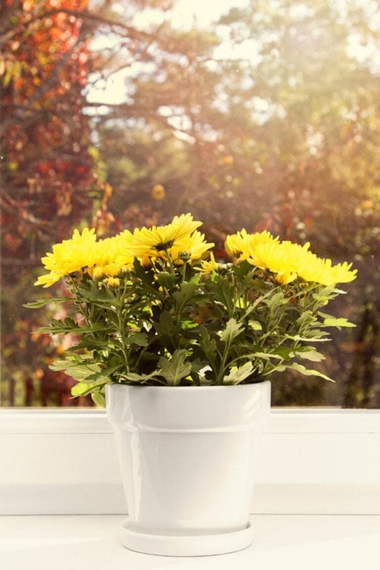19 Amazing Plants that Repel Spiders for a Spider-Free Home