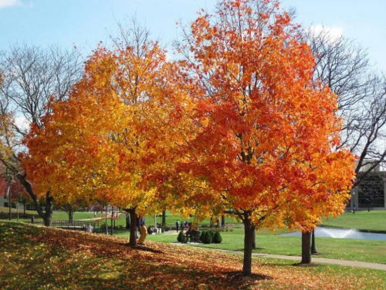 19 Stunning Trees with Yellow Foliage That Brighten Fall