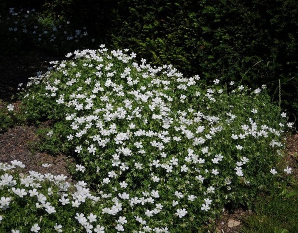 18 Stunning Ground Covers with White Flowers That Enchant