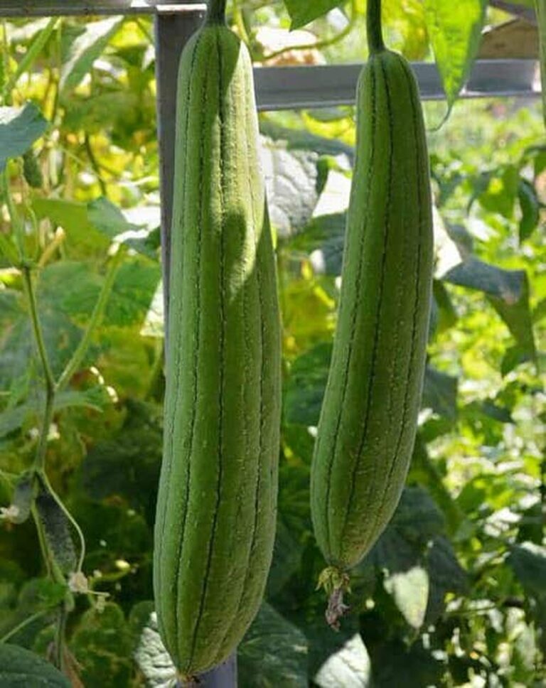 17 Surprising Vegetables That Are Actually Fruits - Mind-Blowing!