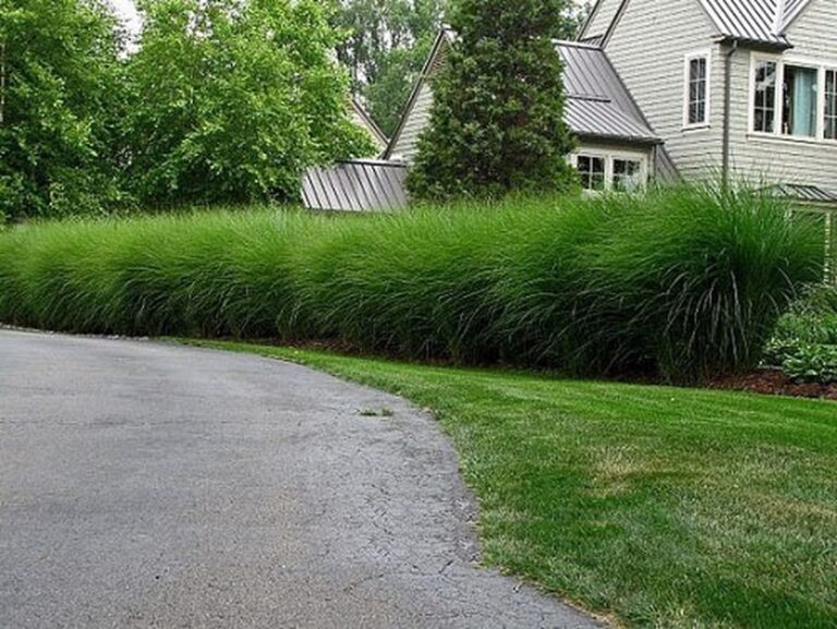25 Brilliant Tall Grass Privacy Ideas for Your Garden Oasis
