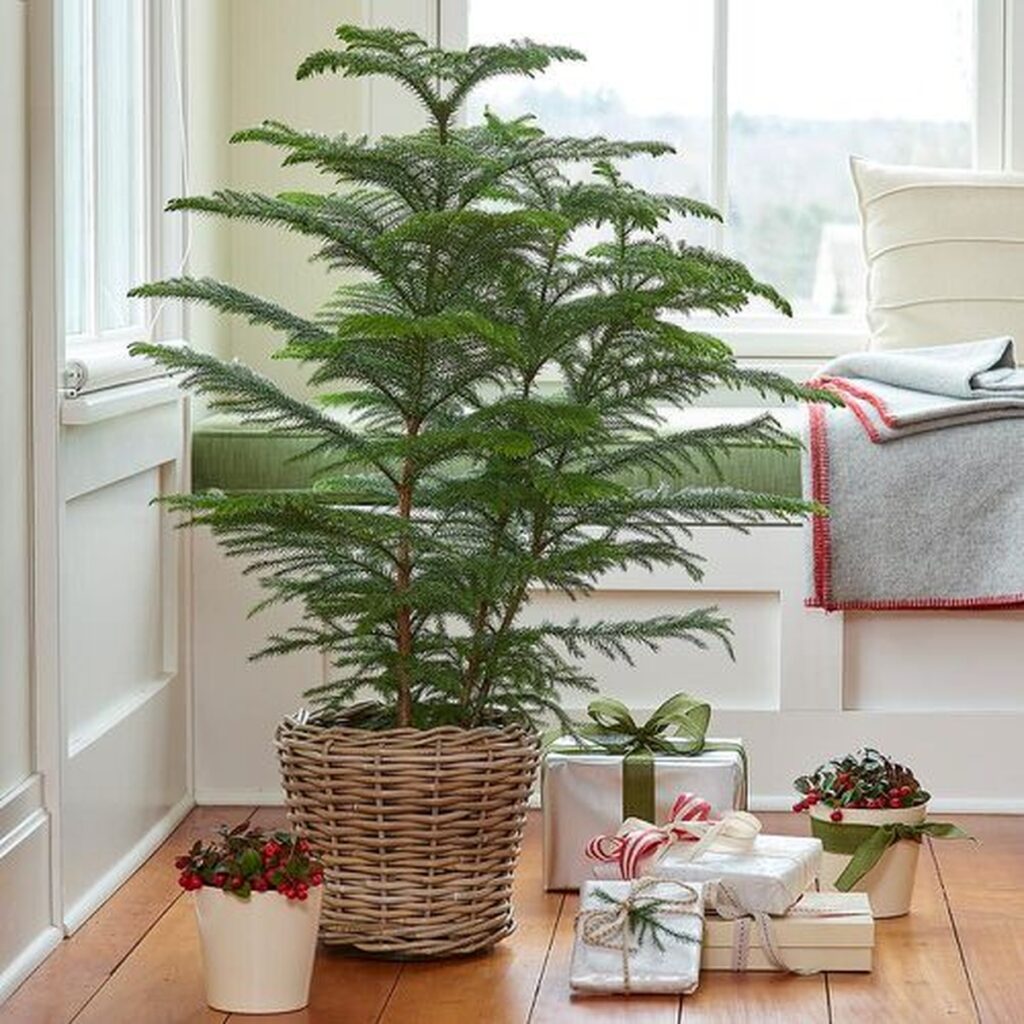26 Enchanting Trees You Can Grow Indoors for a Cozy Oasis