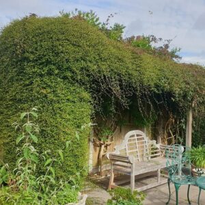 25 Gorgeous Evergreen Vines for Stunning Year-Round Beauty