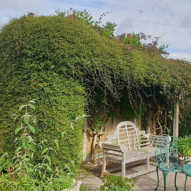 25 Gorgeous Evergreen Vines for Stunning Year-Round Beauty
