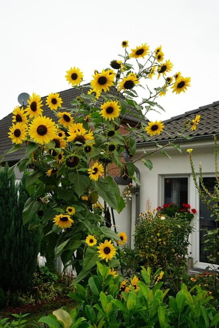 26 Stunning Gold Flowers That Add Luxury To Any Garden