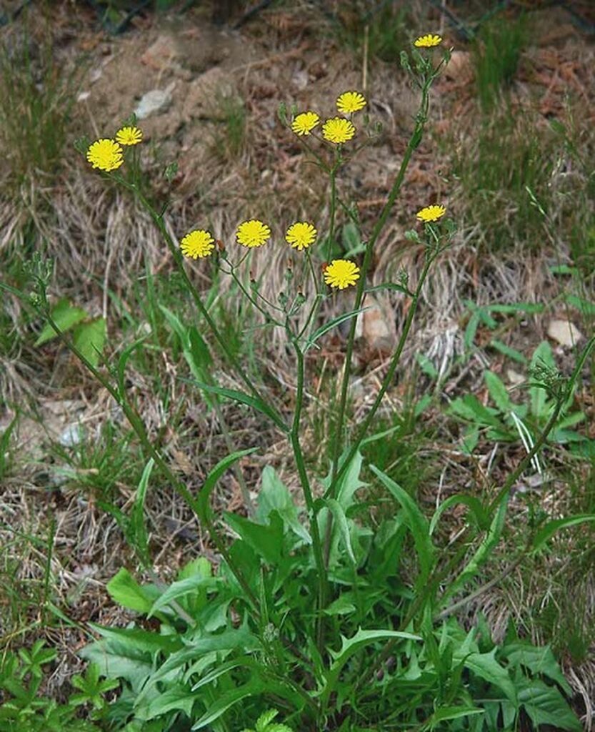 13 Amazing Plants That Look Just Like Dandelion Leaves