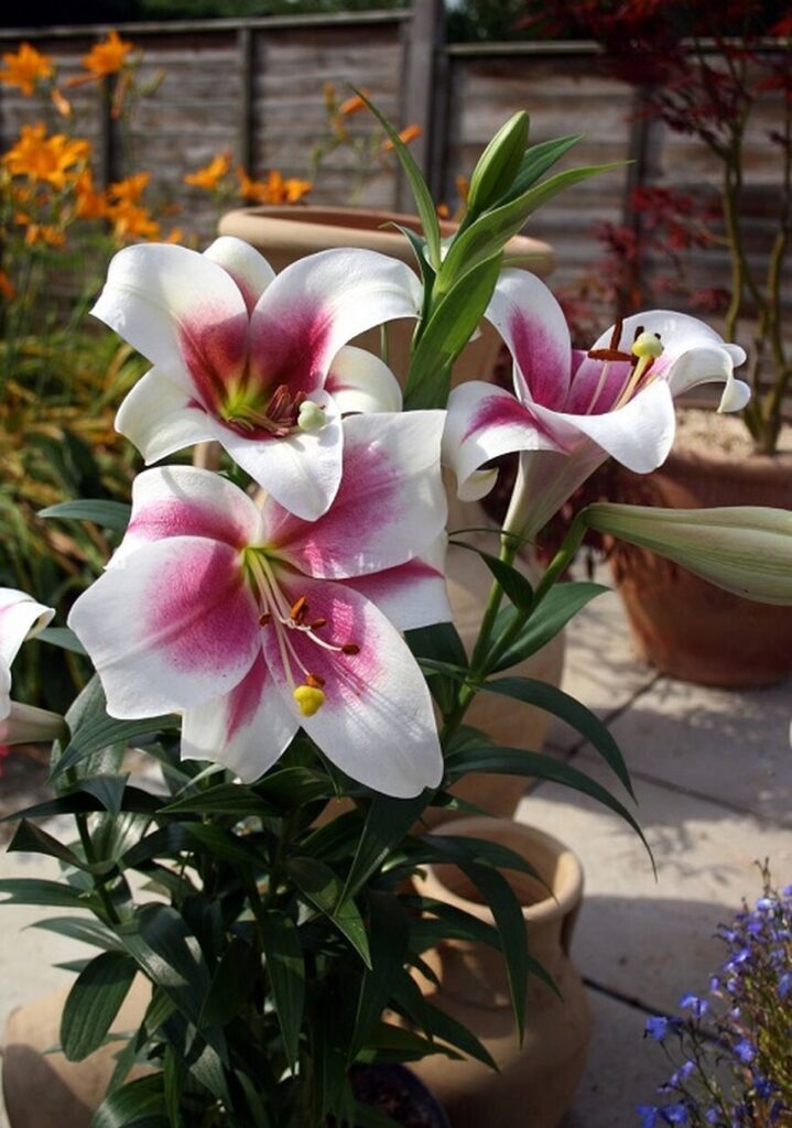 20 Stunning Pink Lily Varieties That Brighten Any Garden